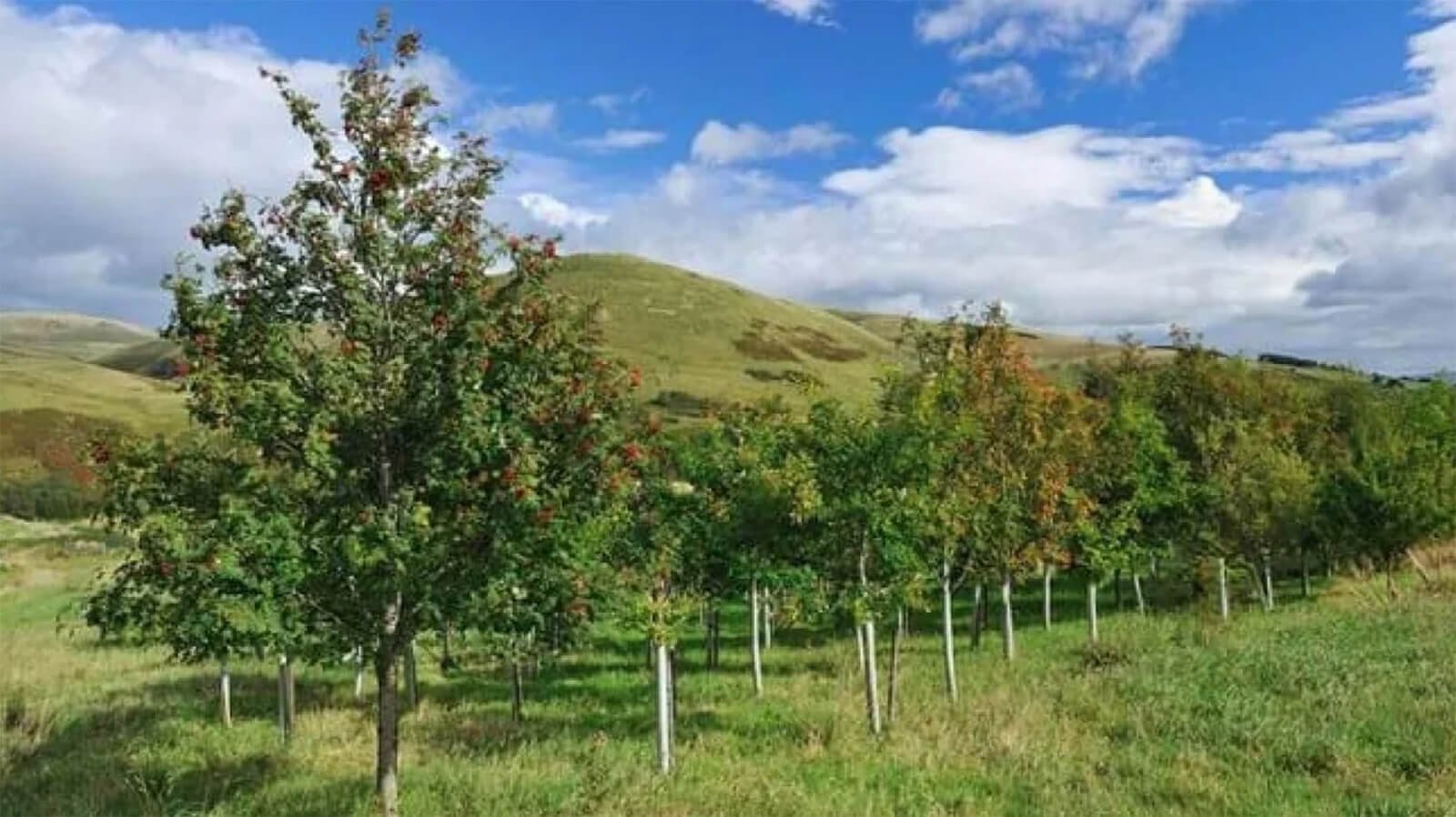 Biochar to Improve Tree Growth and Survival In Woodlands, Forestry and ...